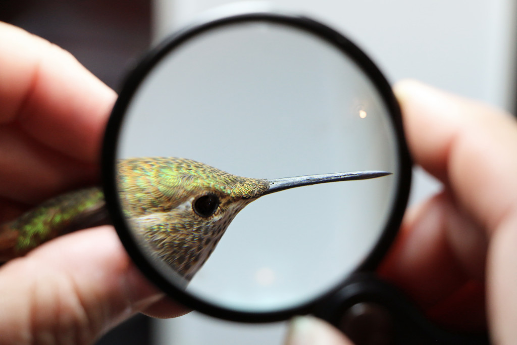 Hummingbirds | Wildlife Genomics & Disease Ecology