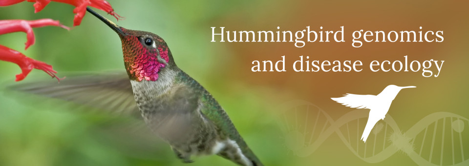 Hummingbirds | Wildlife Genomics & Disease Ecology