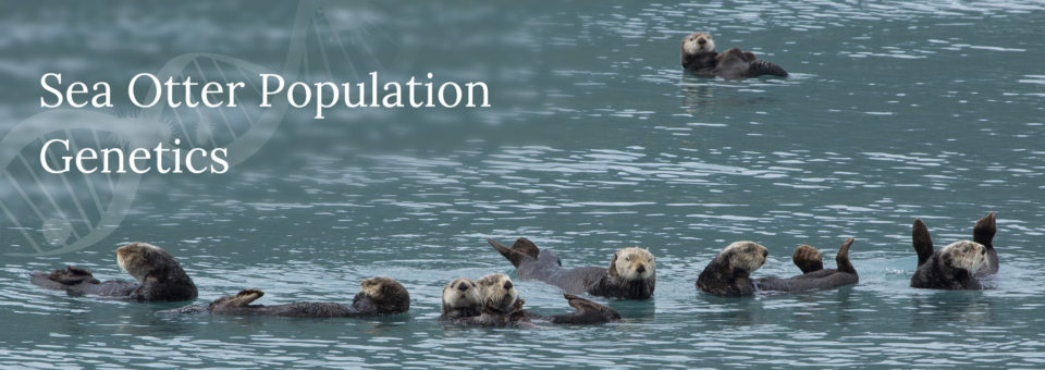 Sea Otters | Wildlife Genomics & Disease Ecology